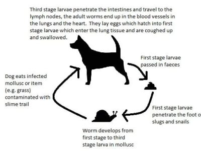 Lungworm – Pawsitive Vet Care